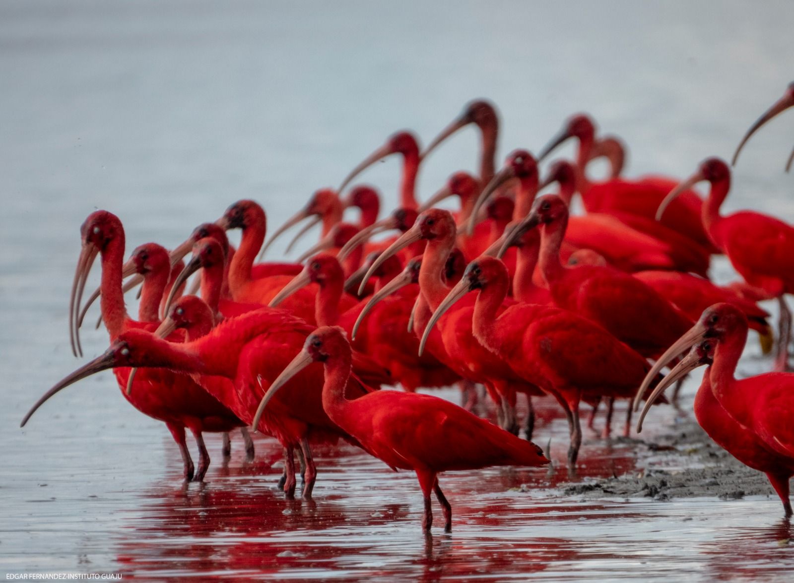 Guaratuba celebra o Dia do Guarás, símbolo da cidade e da natureza