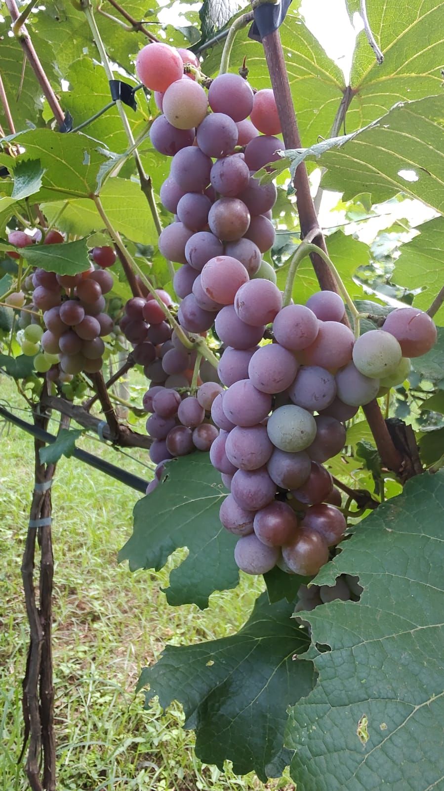 A colheita das uvas niágara rosada: um sabor que nos lembra o Natal